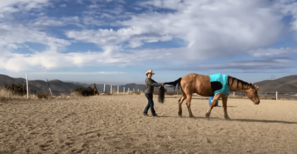 Horse steals the show during his trainer’s git up challenge dance