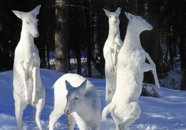 45+ Albino animals who prove that nature makes no mistakes