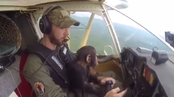 Kidnapped Baby Chimp Steals Hearts With Adorable Snuggle