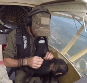 Kidnapped Baby Chimp Steals Hearts With Adorable Snuggle