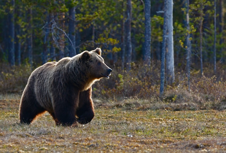 German shepherd charges at a full-grown black bear to protect her ...