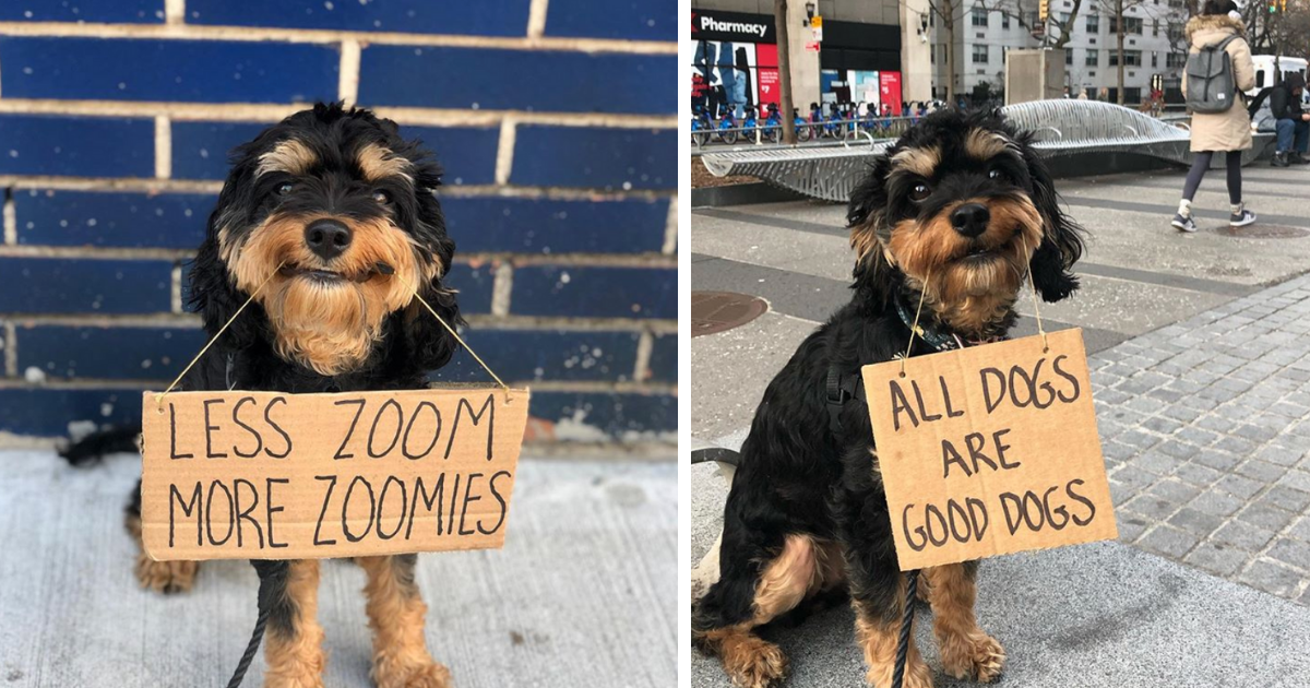 “Dog with a sign” is going viral for teaching us some important lessons