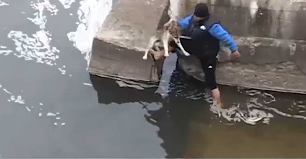 Puppy drowning in river rescued – cries out in pure joy