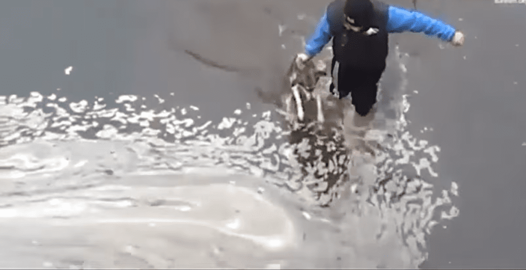 Puppy drowning in river rescued – cries out in pure joy