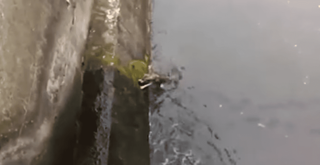 Puppy drowning in river rescued – cries out in pure joy