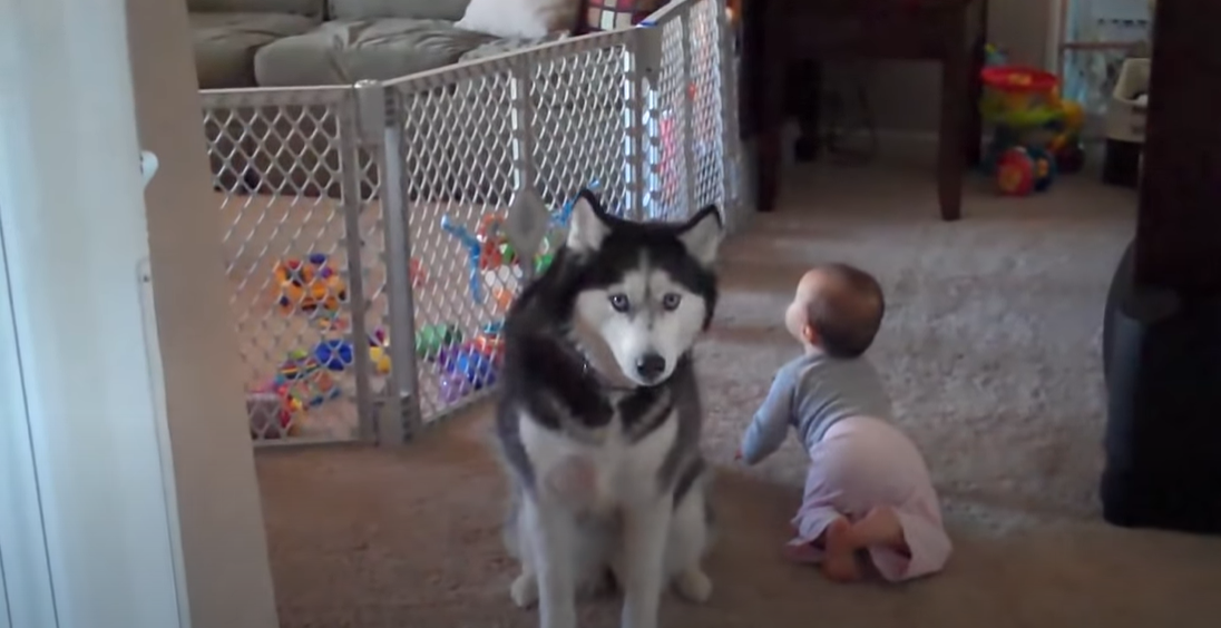 Dog earns 35M views for his adorable impression of his baby brother