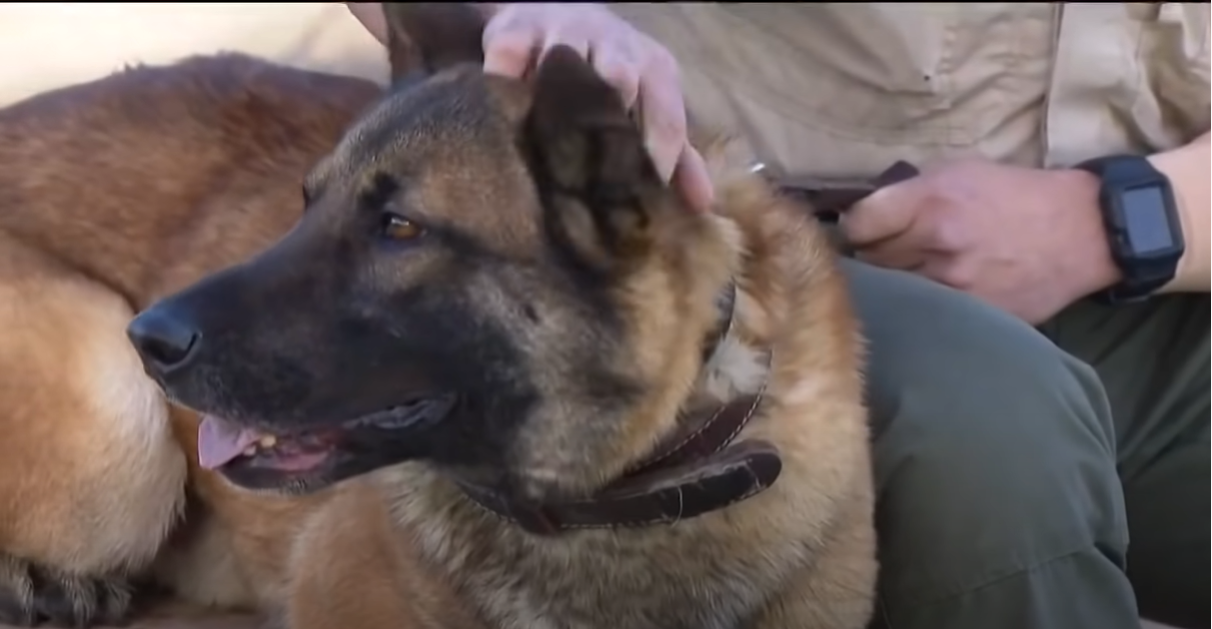 Police dog gets all dressed up for his official ID badge photo