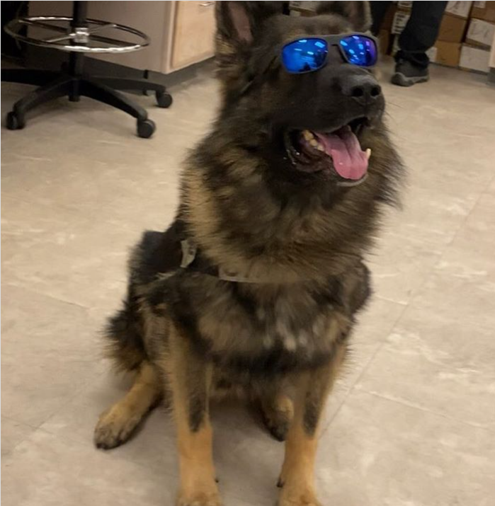 Police dog gets all dressed up for his official ID badge photo