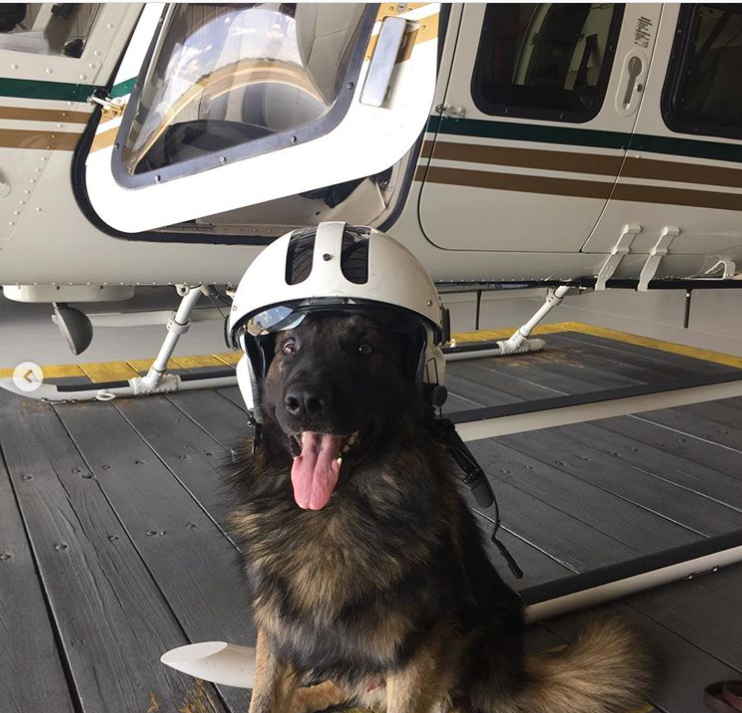 Police dog gets all dressed up for his official ID badge photo