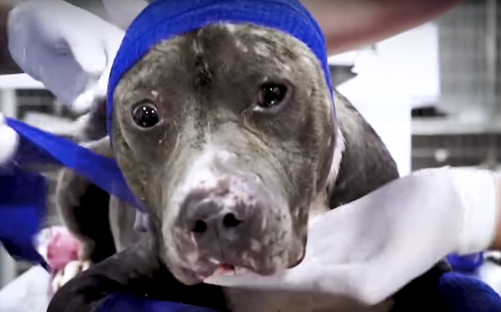 Boy believed he could hug fighting pit bull and family all held their ...