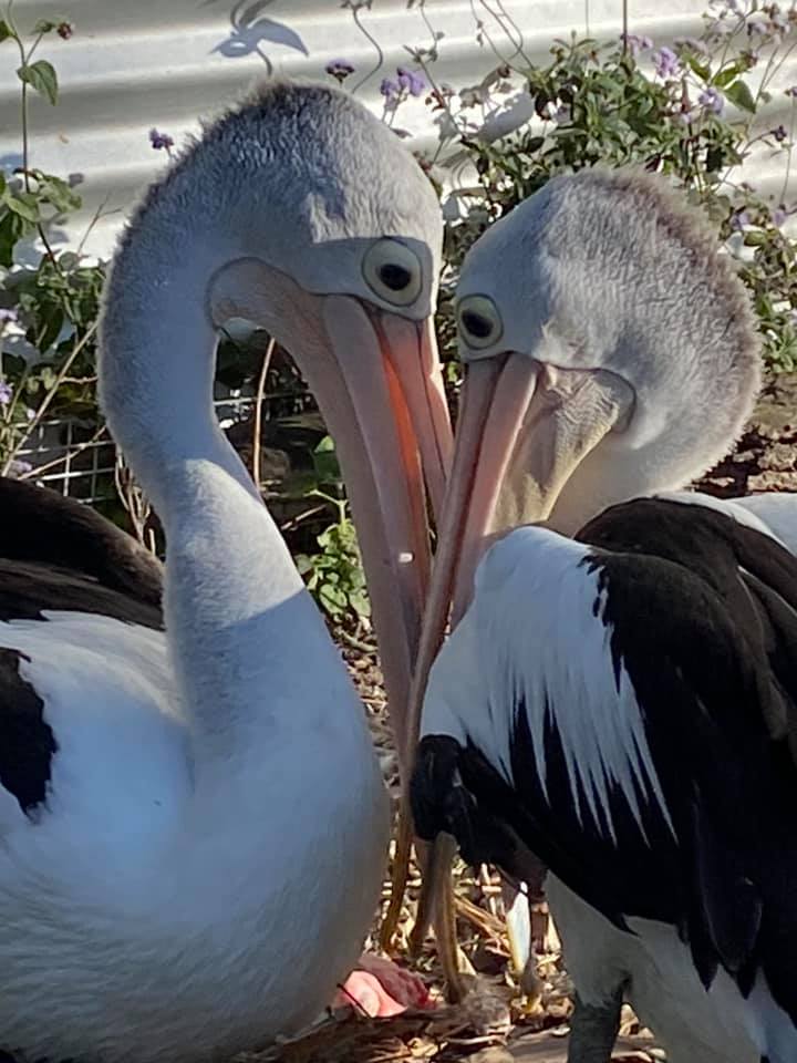 Pelican couple waited 6 years for babies and finally they watch an egg ...