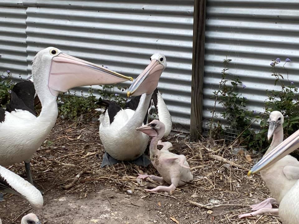 Pelican couple waited 6 years for babies and finally they watch an egg ...
