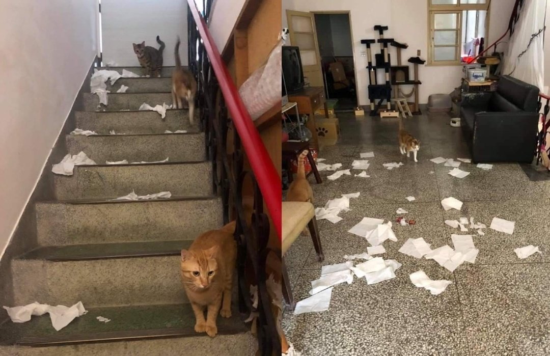 Cats won’t stop staring at shop owner after he puts up glass ceilings ...