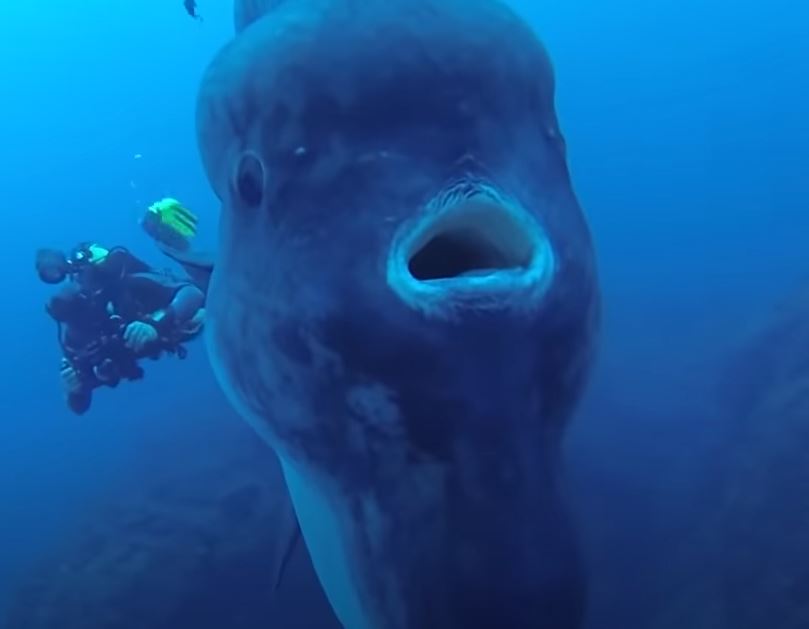 Small Town Residents Call Cops In Fear Over Giant Sea Creature