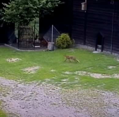 Dog Earns 5.2M Views For Saving Chickens From Fox