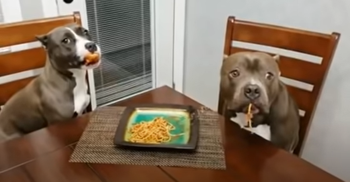 Dad catches his dogs eating his spaghetti and their hilarious reaction ...