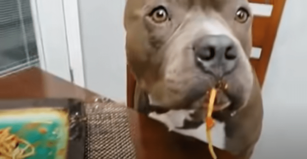 Dad catches his dogs eating his spaghetti and their hilarious reaction ...
