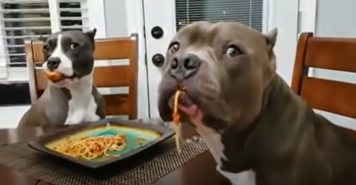Dad catches his dogs eating his spaghetti and their hilarious reaction ...