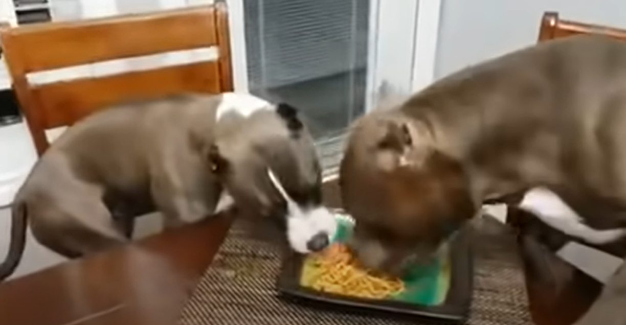 Dad catches his dogs eating his spaghetti and their hilarious reaction ...