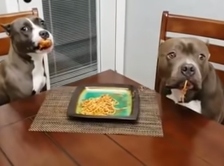 Dogs Hilarious Attempt At Covering Guilt While Eating Spaghetti