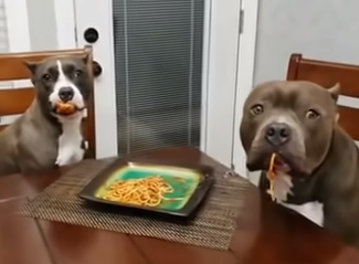 Dogs Hilarious Attempt At Covering Guilt While Eating Spaghetti
