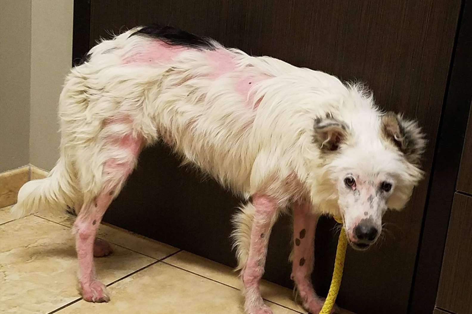 Abused dog was so diseased he couldn’t be touched—but now, he can’t ...
