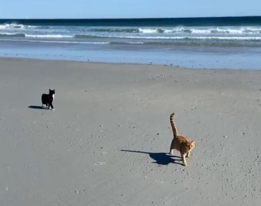 Cat’s first trip to the beach takes a hilarious turn when the wind picks up
