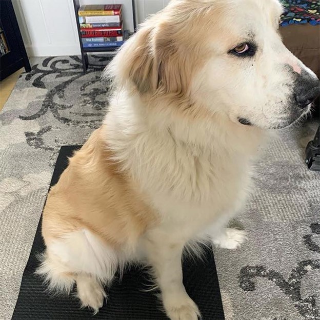 50 dogs caught giving owners the most disapproving looks