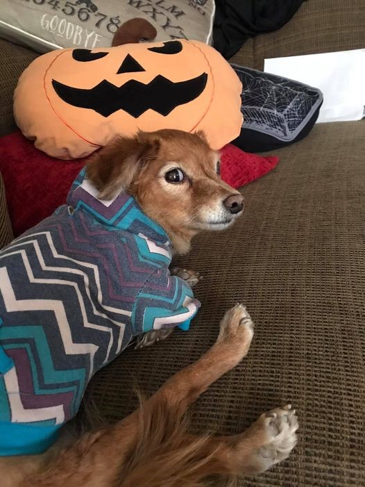 50 dogs caught giving owners the most disapproving looks