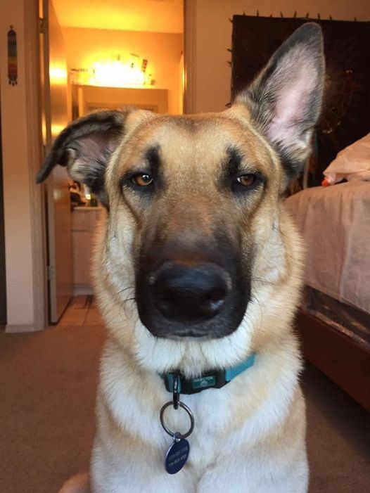 50 dogs caught giving owners the most disapproving looks