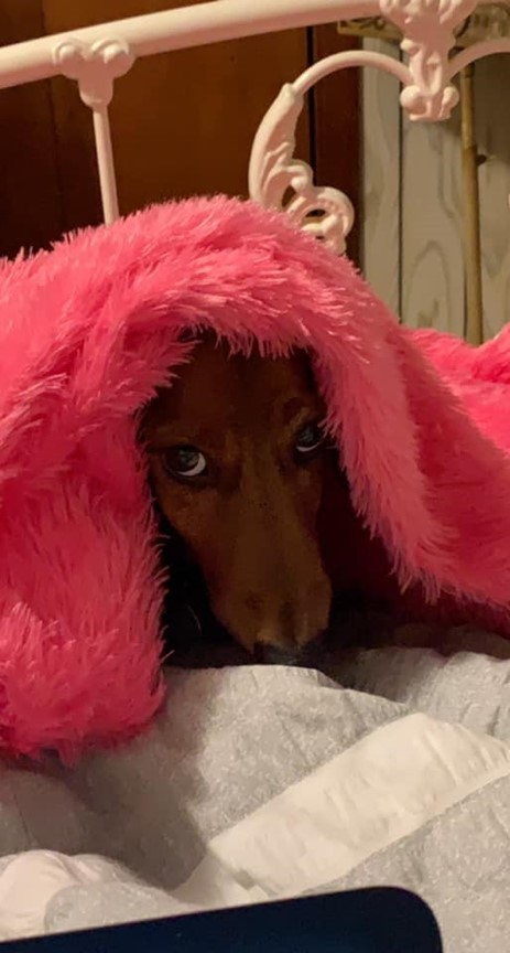 50 dogs caught giving owners the most disapproving looks