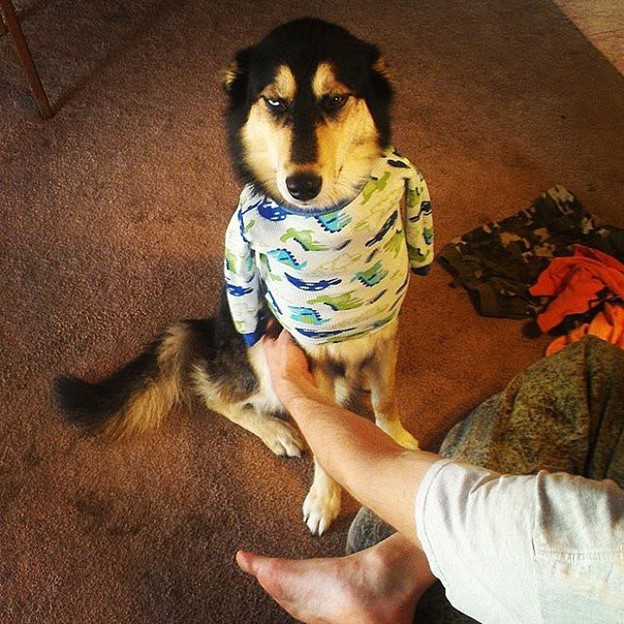 50 dogs caught giving owners the most disapproving looks