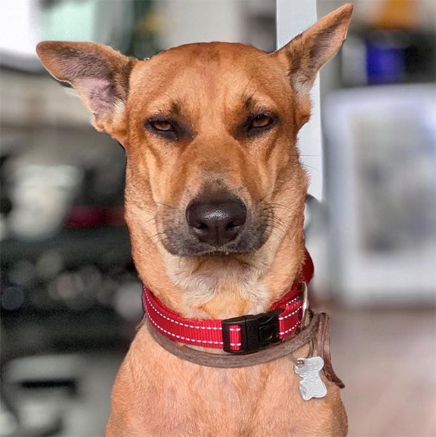 50 dogs caught giving owners the most disapproving looks