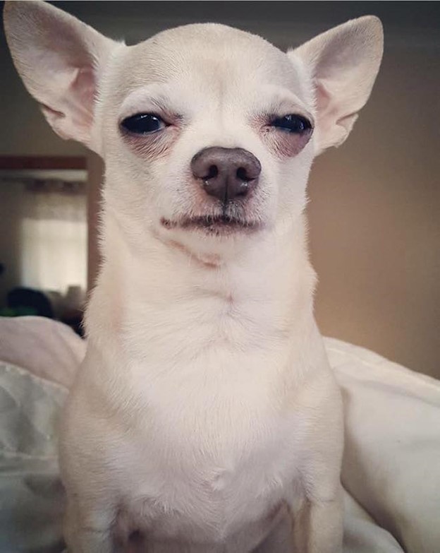 50 dogs caught giving owners the most disapproving looks