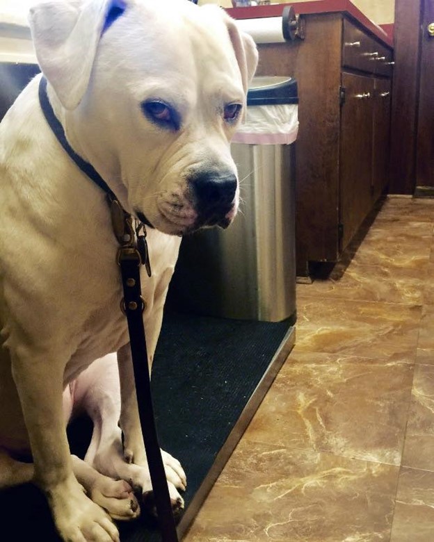 50 dogs caught giving owners the most disapproving looks