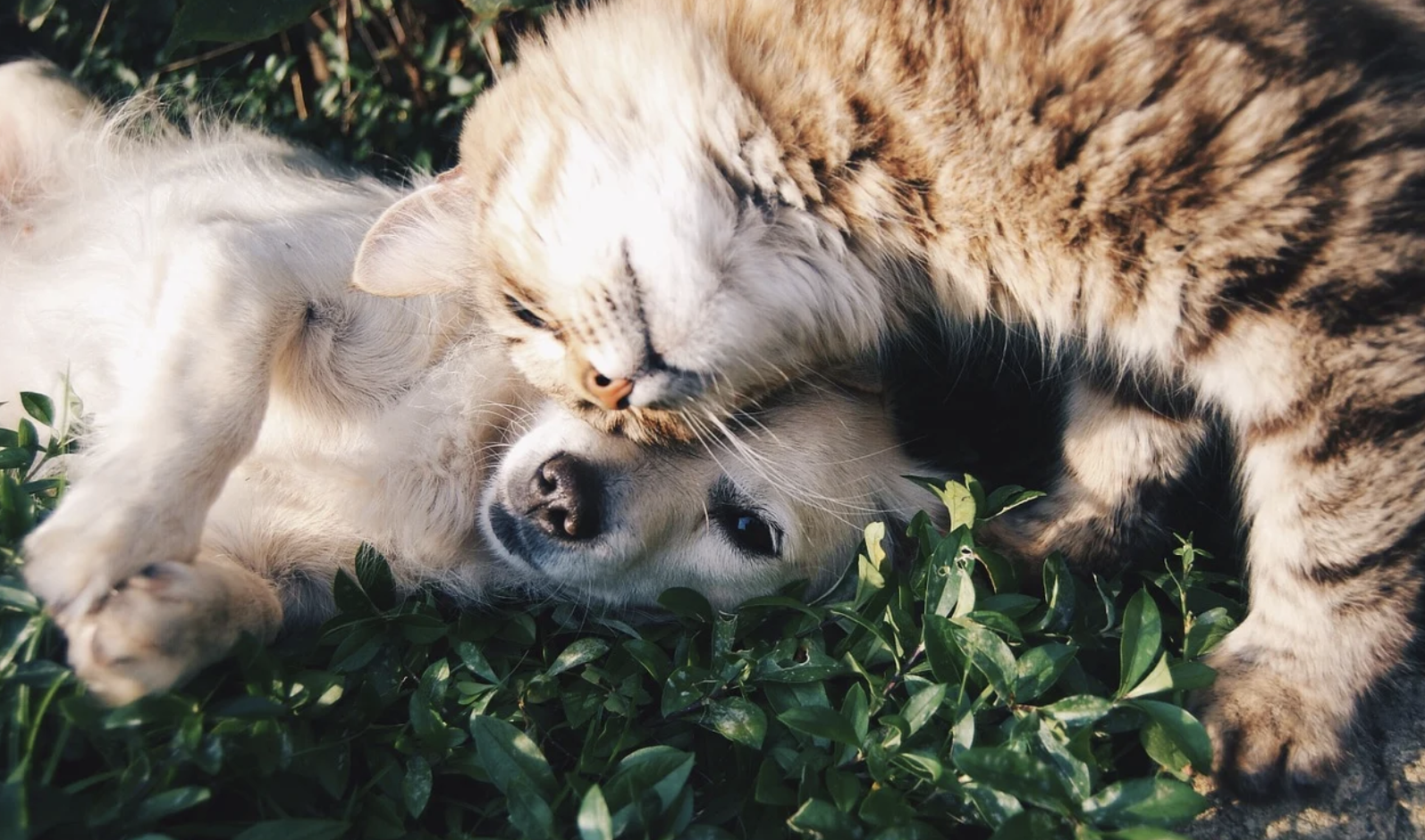 Vet reveals why you should be with your pet in their final moments
