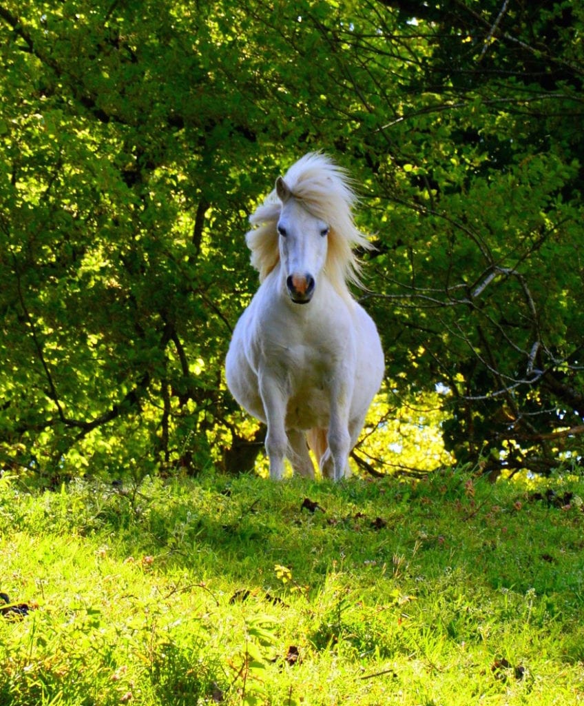 Miniature Horse Steals Hearts Dancing Around Stable