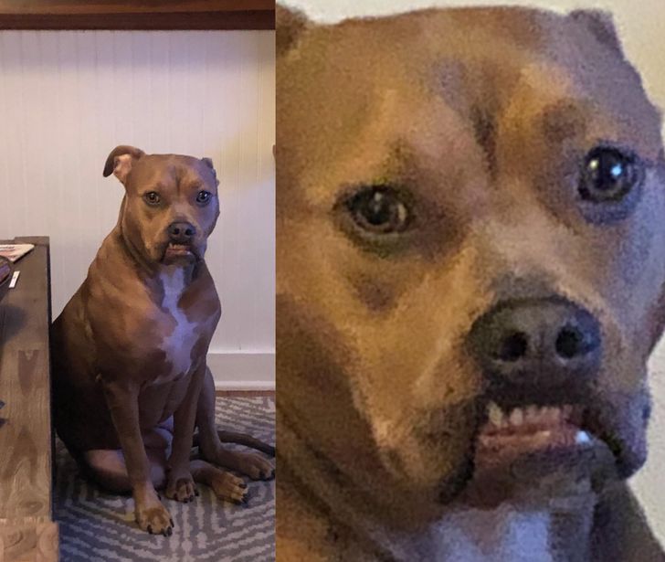 40 animals who can’t act like normal pets for even one day