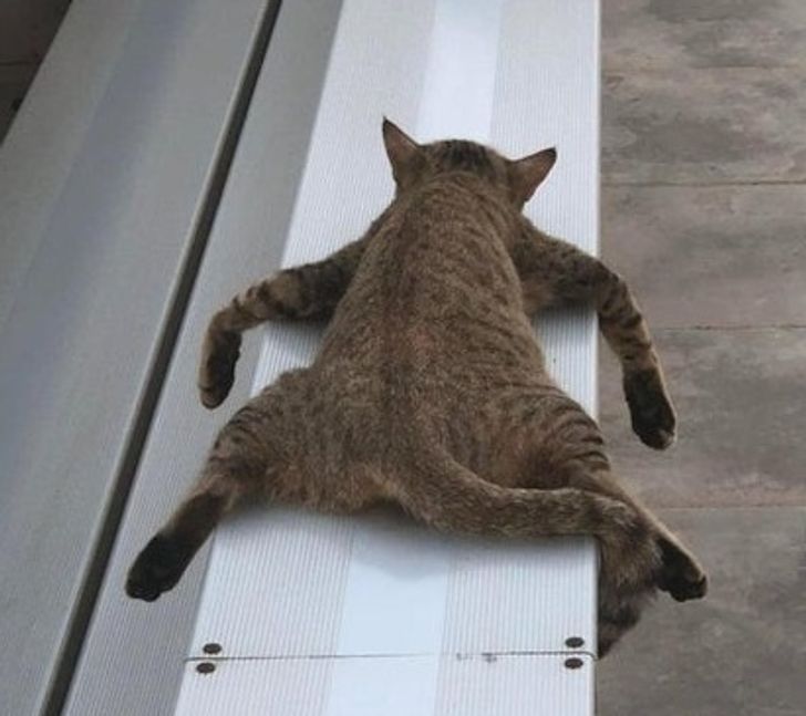 40 animals who can’t act like normal pets for even one day