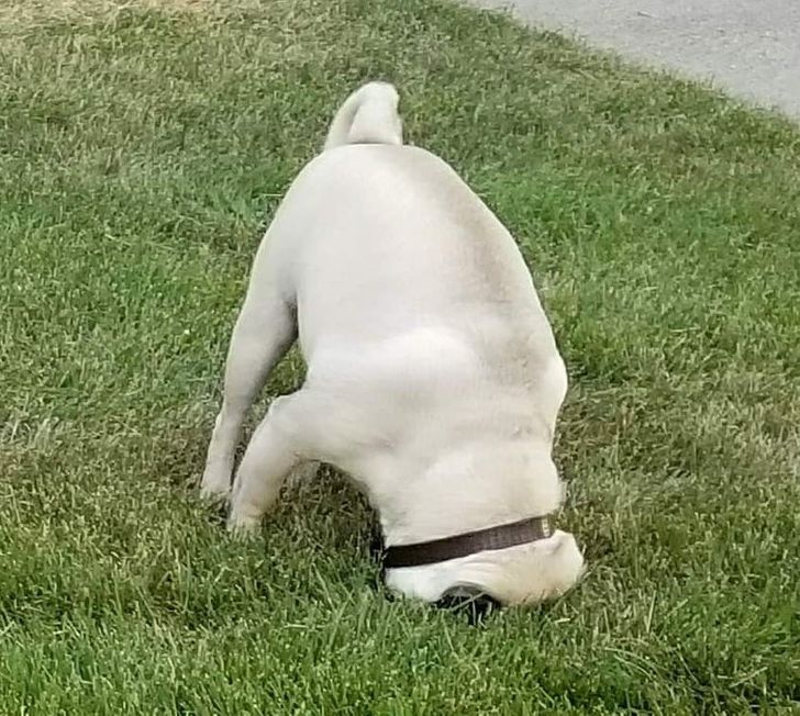 40 animals who can’t act like normal pets for even one day