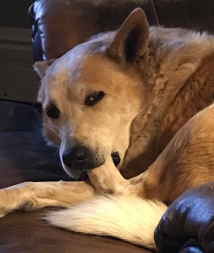 40 animals who can’t act like normal pets for even one day