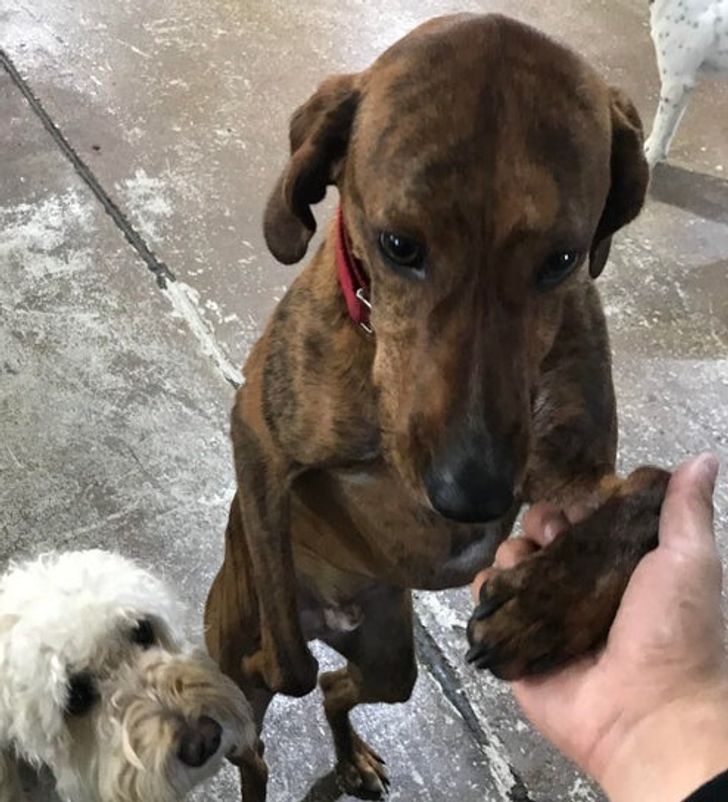 40 animals who can’t act like normal pets for even one day