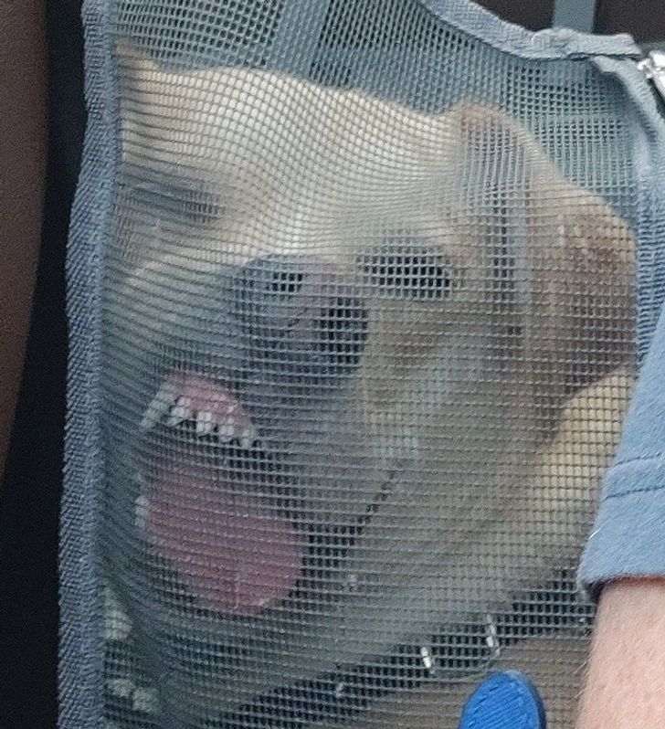 40 animals who can’t act like normal pets for even one day