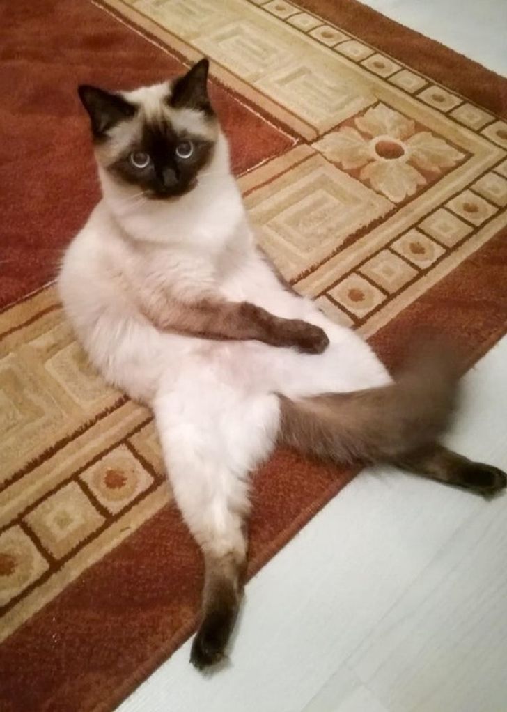 40 animals who can’t act like normal pets for even one day