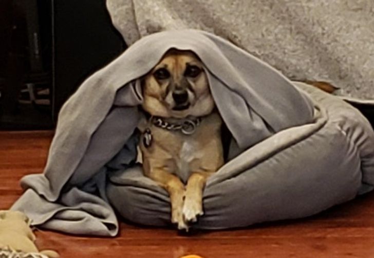 40 animals who can’t act like normal pets for even one day