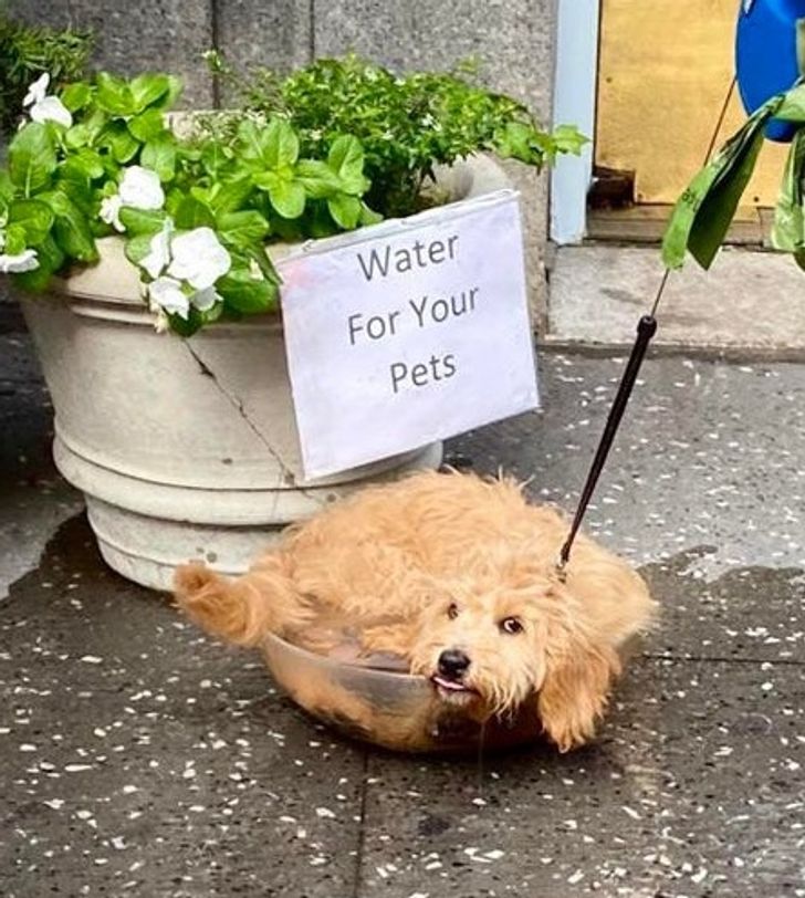 40 animals who can’t act like normal pets for even one day