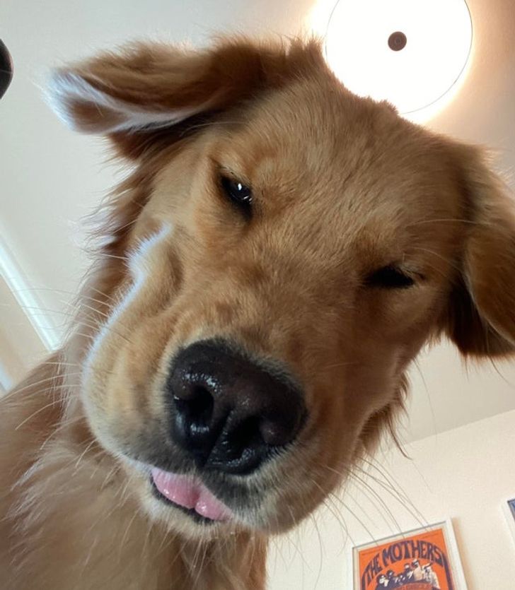 40 animals who can’t act like normal pets for even one day