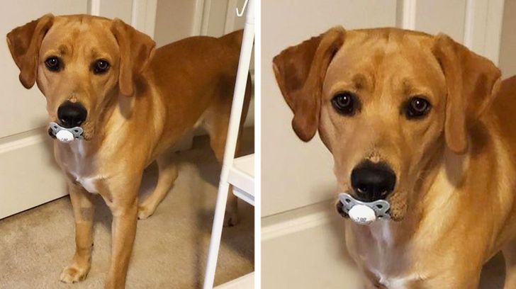 40 animals who can’t act like normal pets for even one day