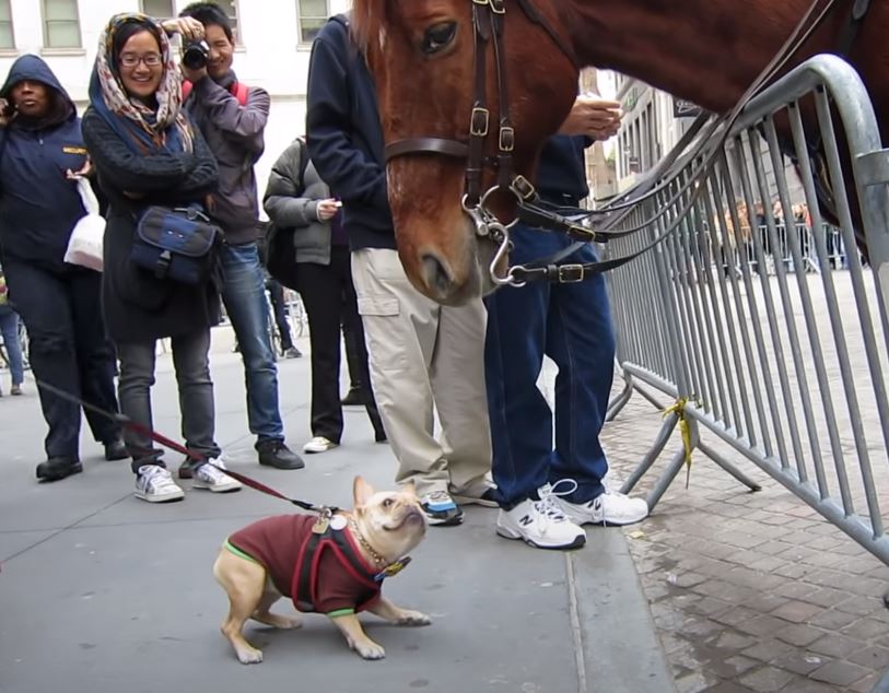 Crowd Gathers When Frenchie Approaches Police Horse