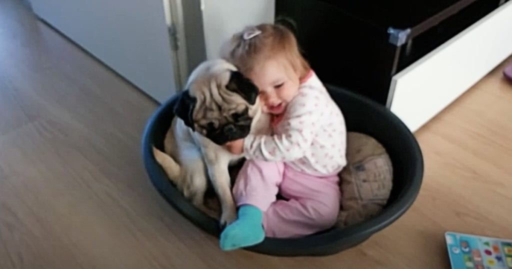 Woman records toddler’s next move with pug when it’s time to take a nap